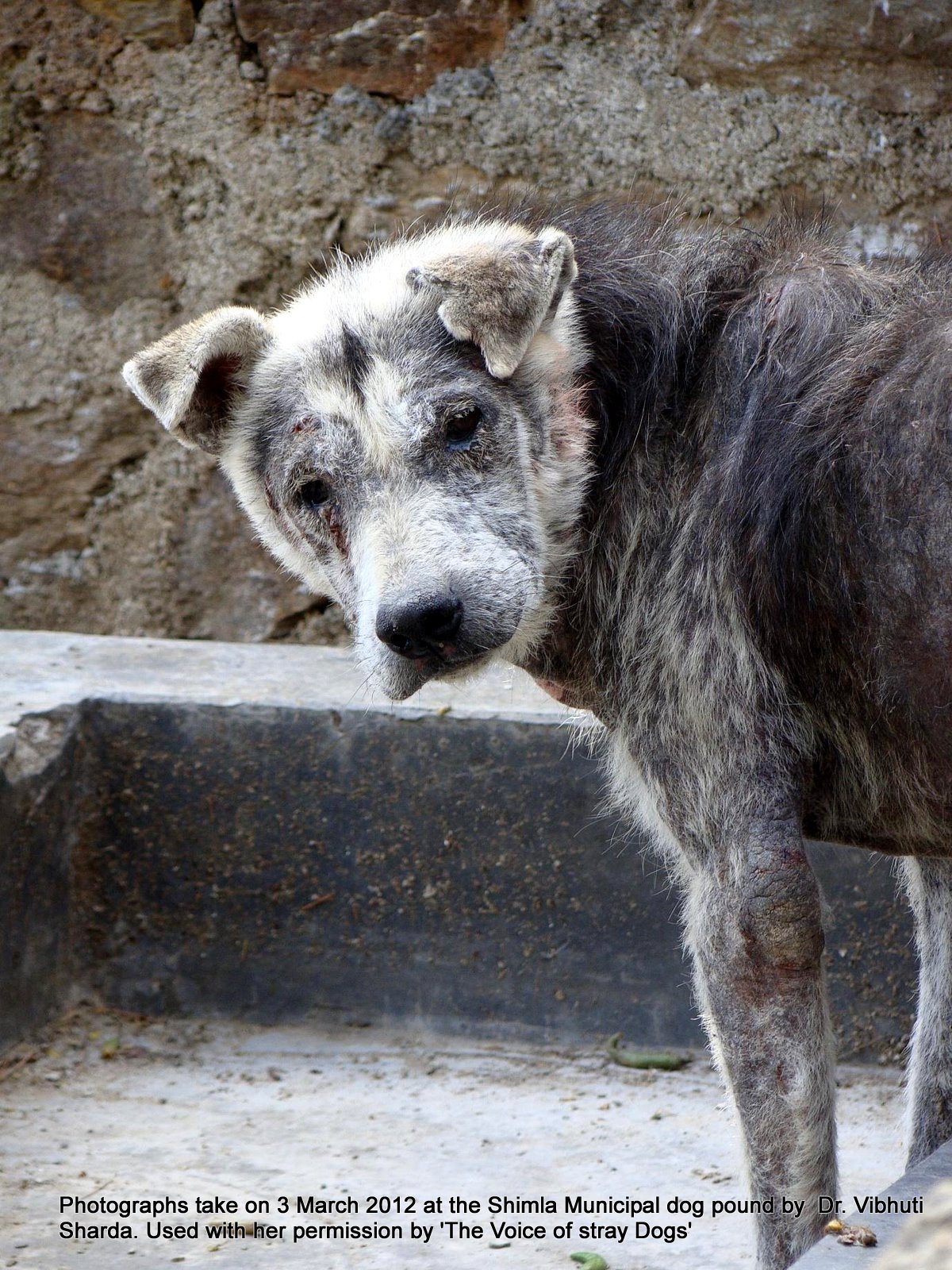 The decaying dogs of Shimla Dog pound: 1Oct’11 – 50 alive; 3Mar’12 – 16 ...